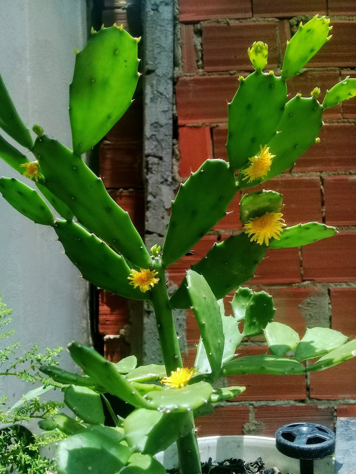 DIÁRIO DE FÉ E FLORES: Opuntia - Cacto palma enfeitado com flores amarelas
