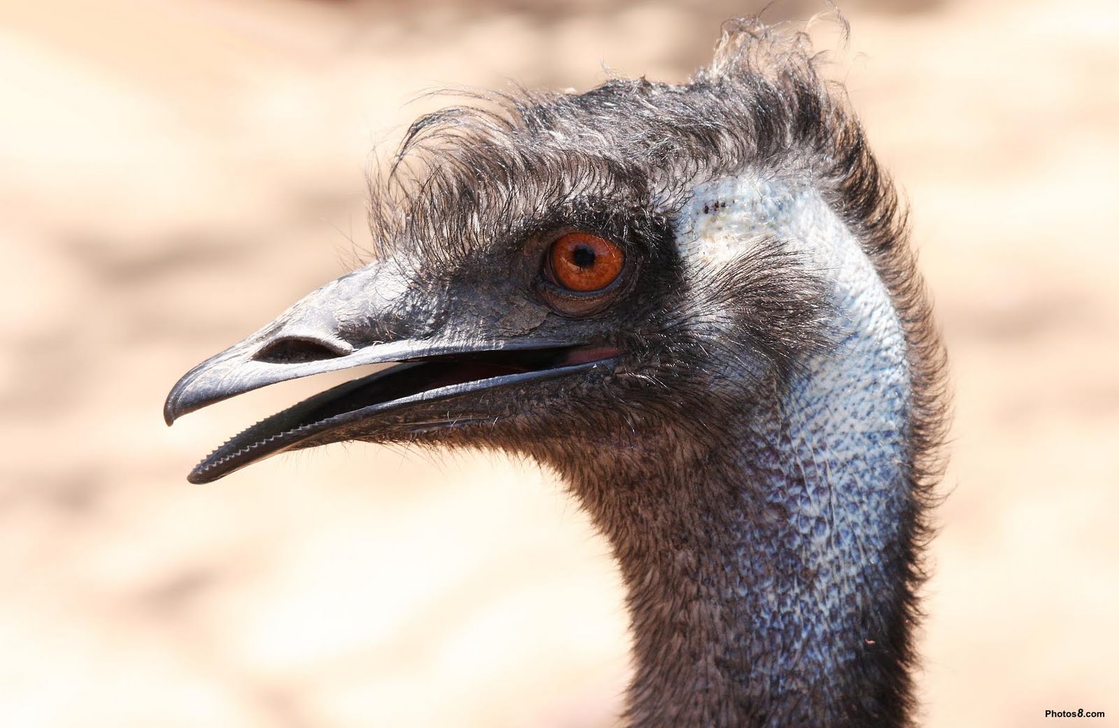 emu wallpaper | My Wallpaper Home