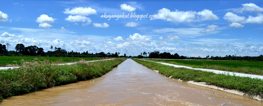 FotoBlog Aku: Sawah padi menghijau dan langit cerah membiru cantik..!