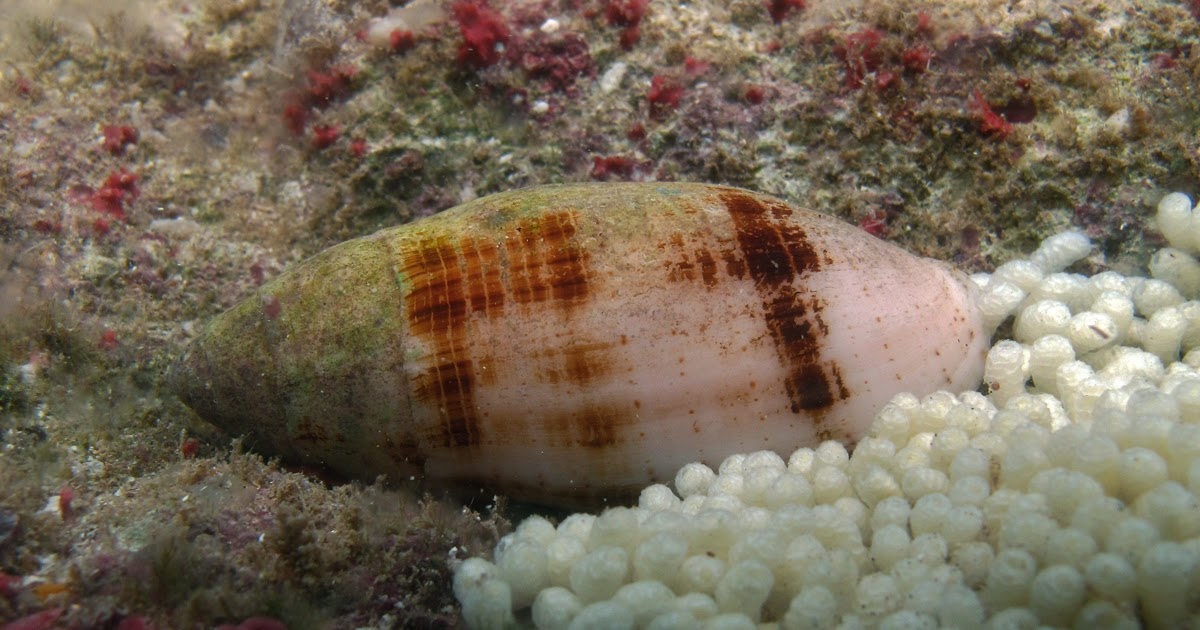 Variety of Life: Mitridae