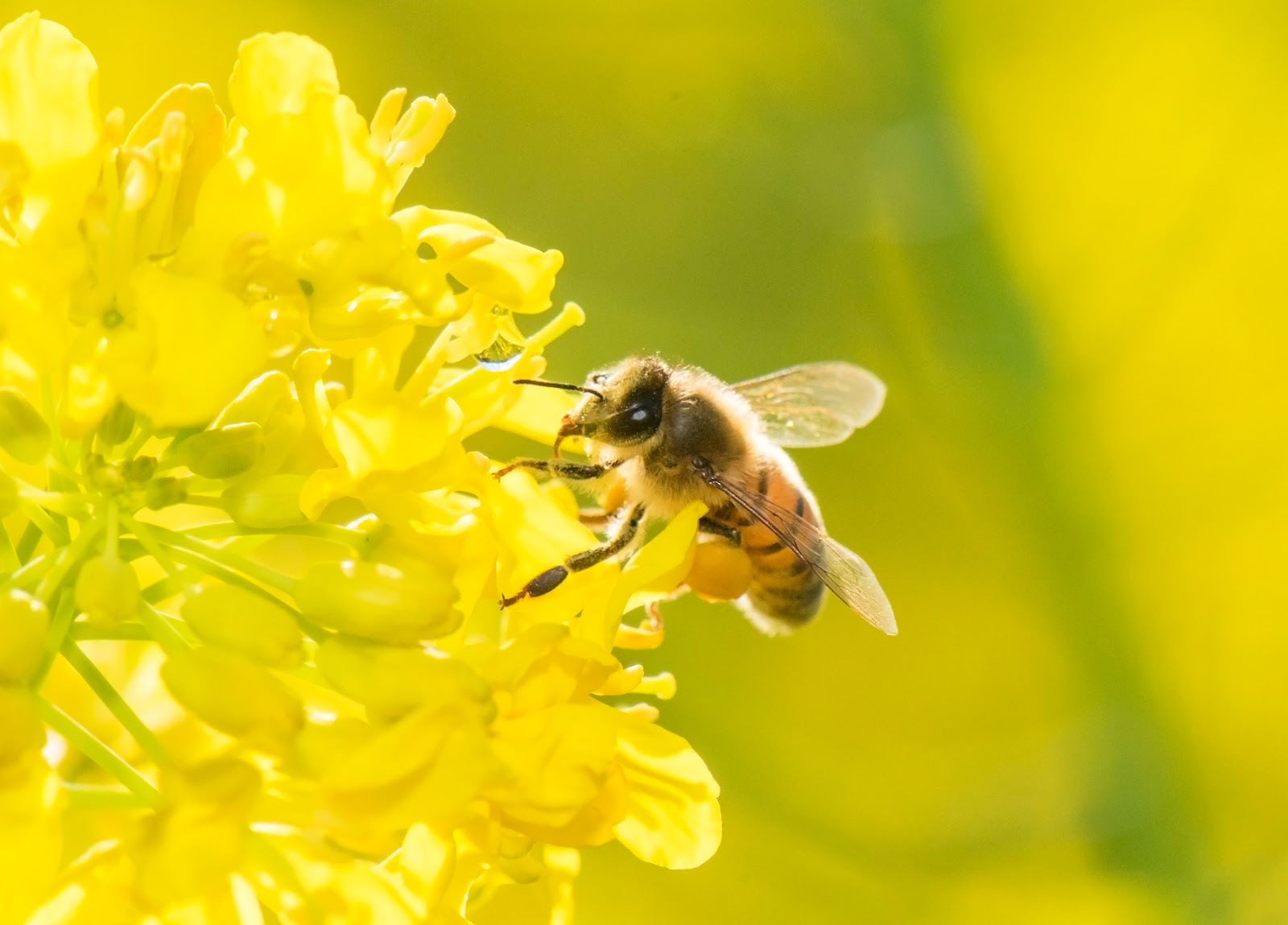 EScienceCommons The Top 10 Policies Needed Now To Protect Pollinators esciencecommons-the-top-10-policies-needed-now-to-protect-pollinators