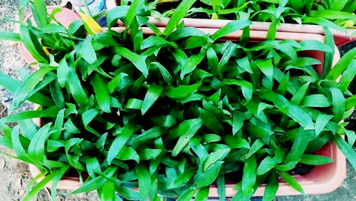 Tanam Rumput Beijing | Rumput Siti Khadijah