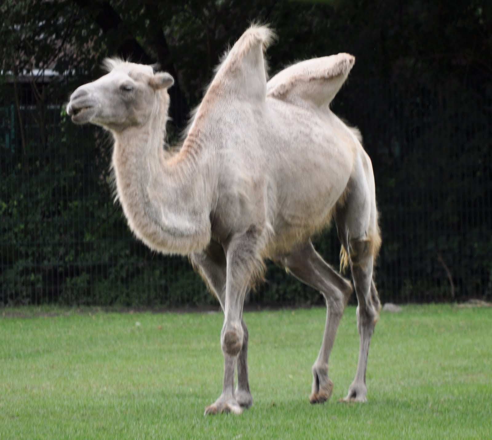 ZOOTOGRAFIANDO (6.100 ANIMALS): CAMELLO / BACTRIAN CAMEL (Camelus ...