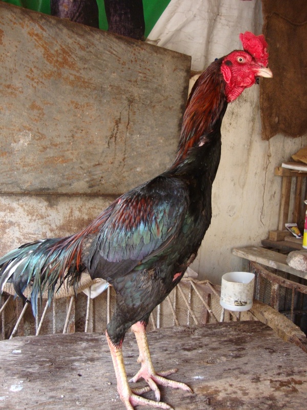 KING GHAZI: Indian Asil