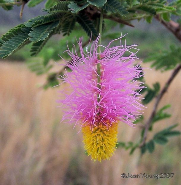 Natures World of Wonder: Sickle Bush (Dichrosachys cinerea)