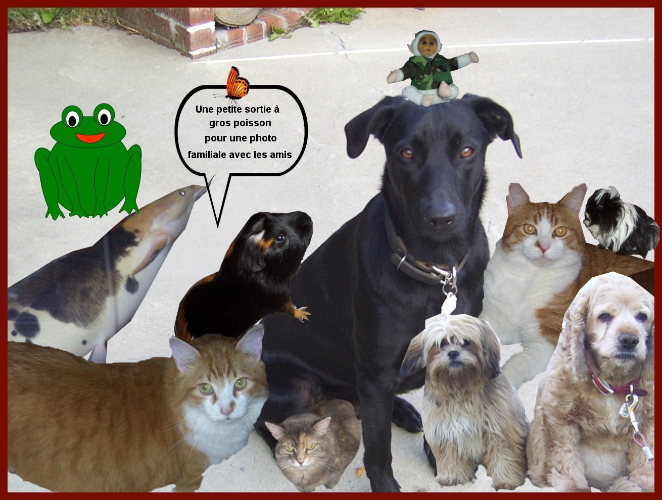 Grenouille: photos comique