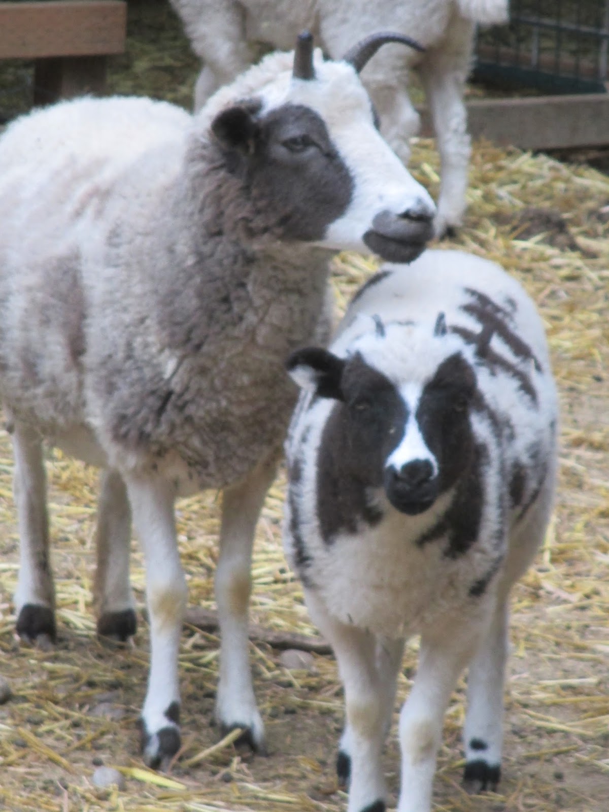 Red Dog, Spotted Sheep: Jacob Sheep Ewe Lambs ~ 2016