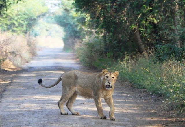 Top 5 Amazing Forests To Visit In India