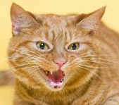 Insights into Veterinary Endocrinology: Q & A: Testosterone Stimulation ...