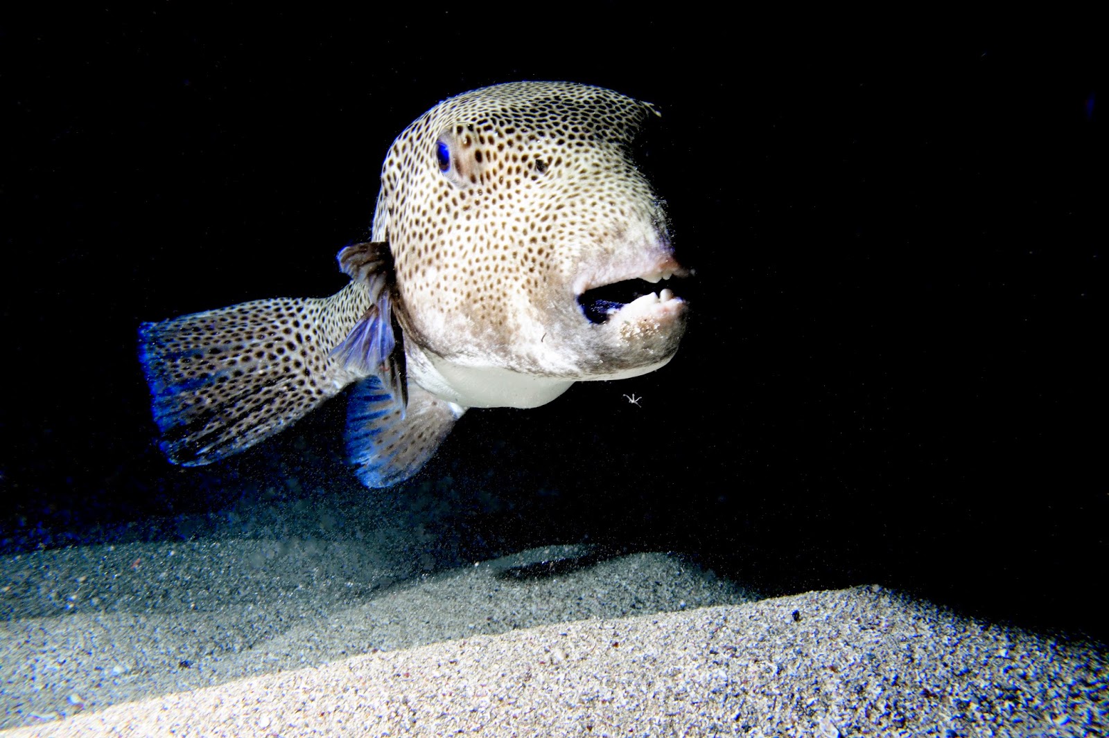 PUFFER FISH photos - wallpapers (ανανεωμένο) | the fun bank