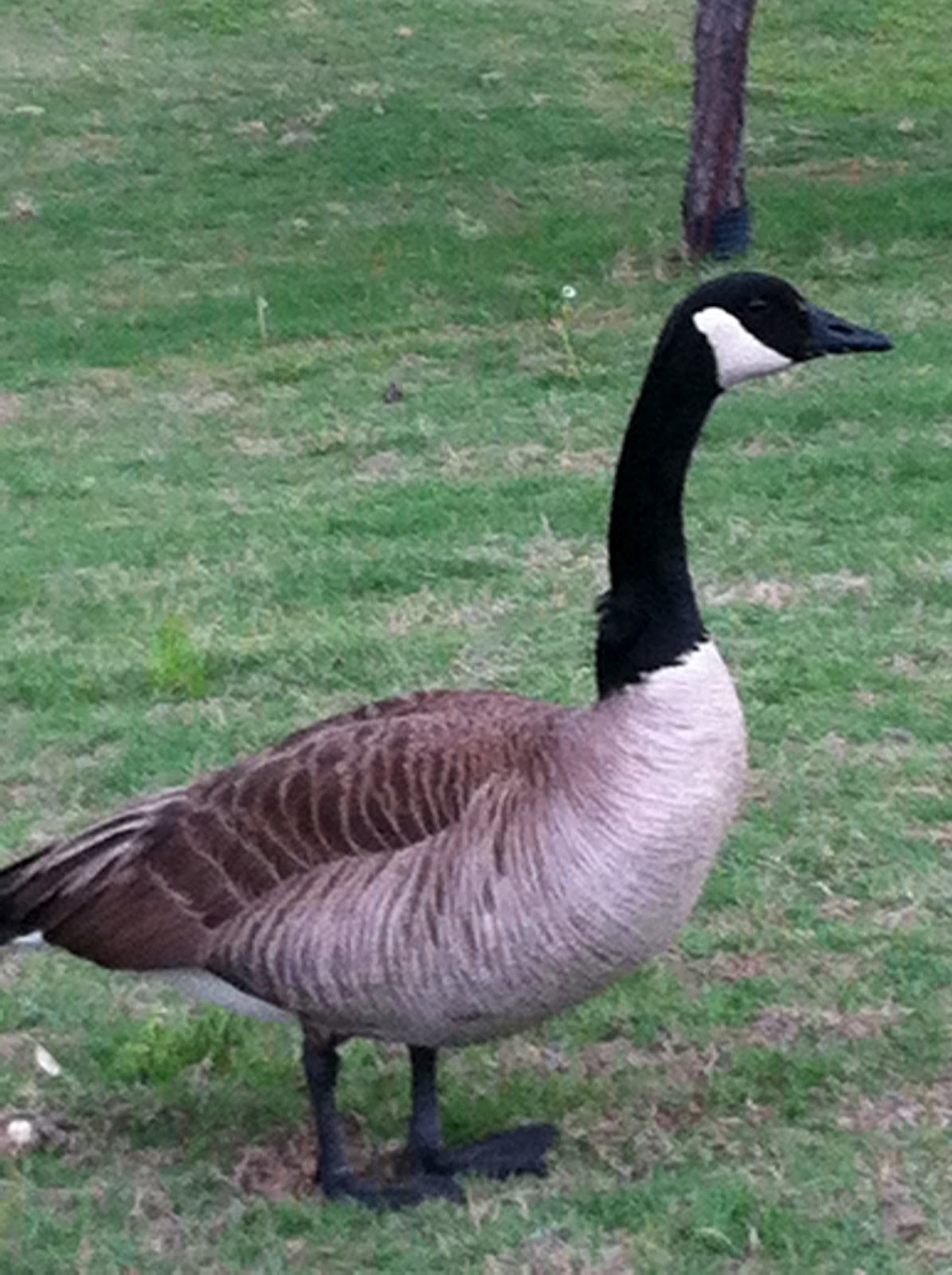Classification Biology Project: Canadian Goose