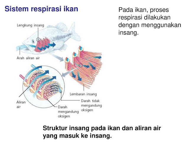 Fungsi Insang Pada Ikan Adalah - Perumperindo.co.id