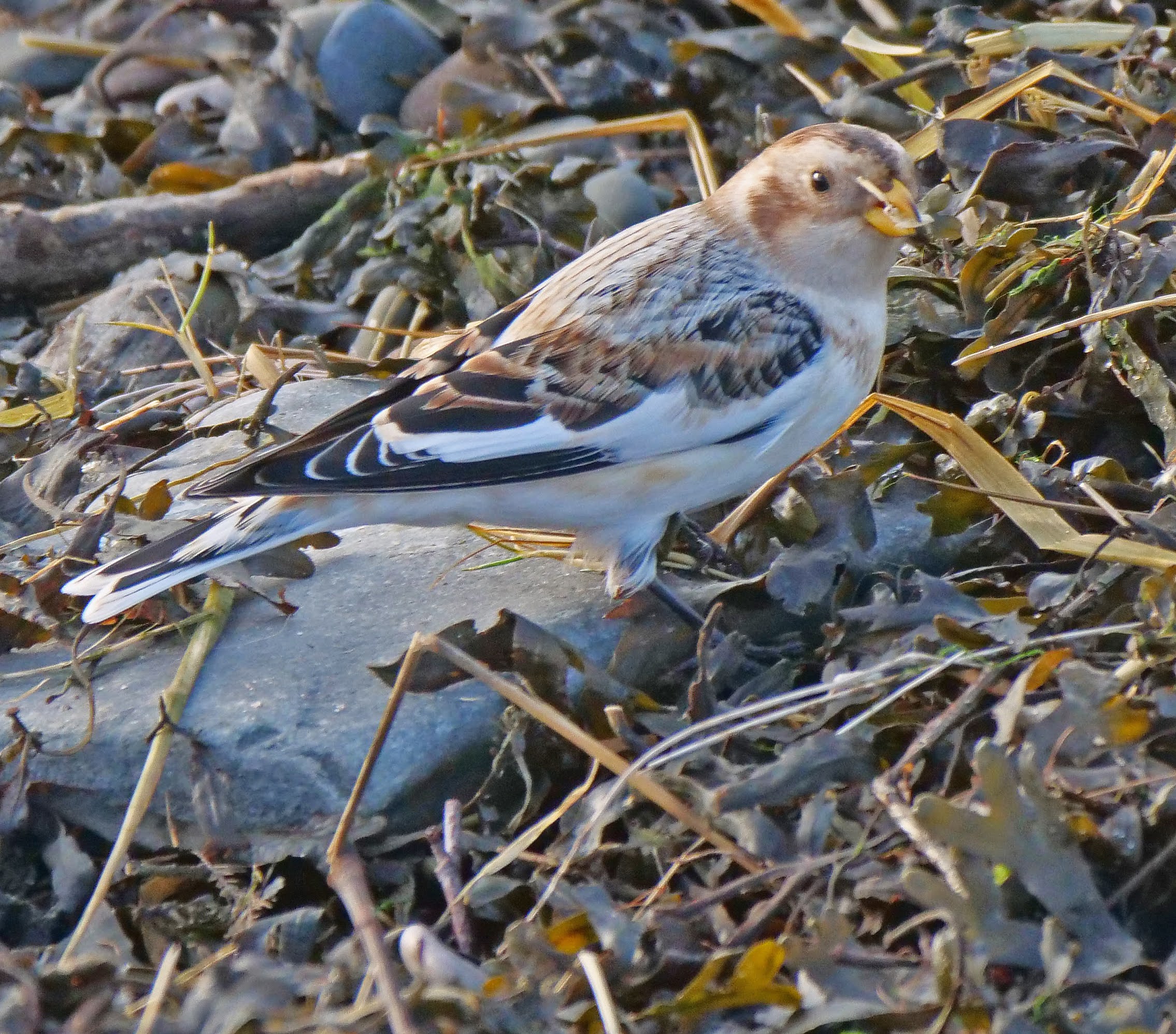 Brian Rafferty...Wildlife Photographer
