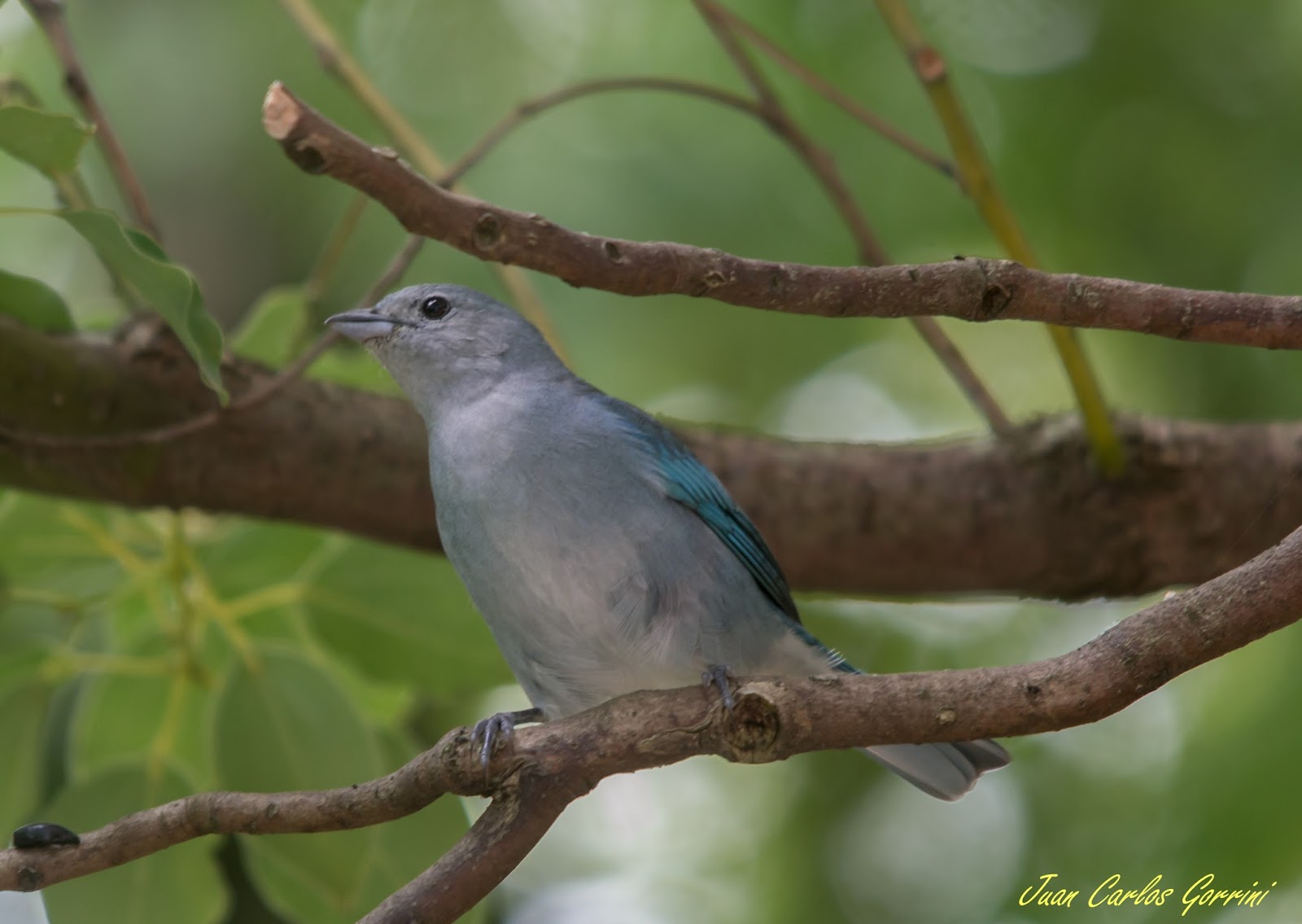 Aves Rosario de la Frontera Salta: Celestino, el famoso "Chogüí" del ...