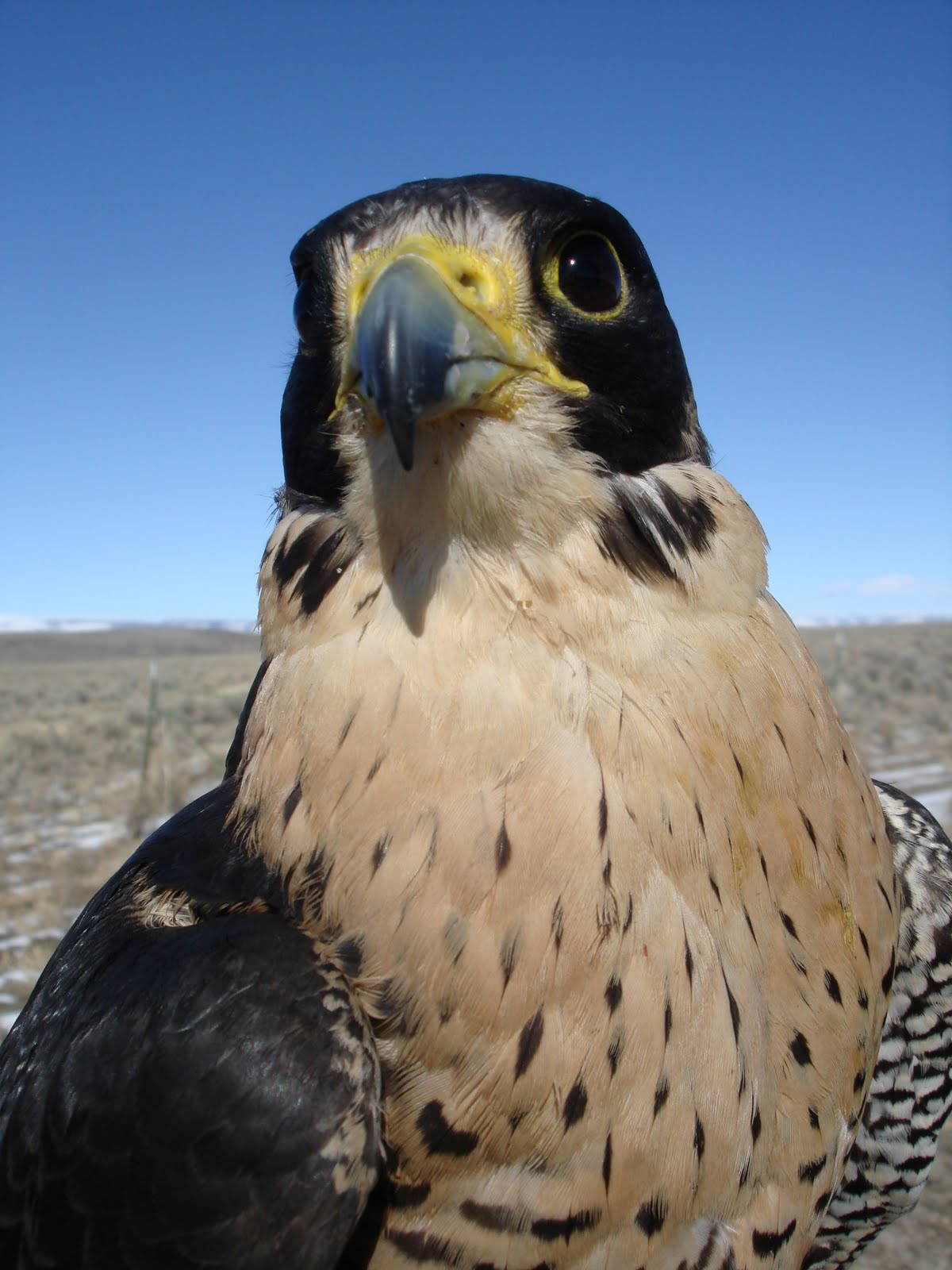 Modern American Falconry