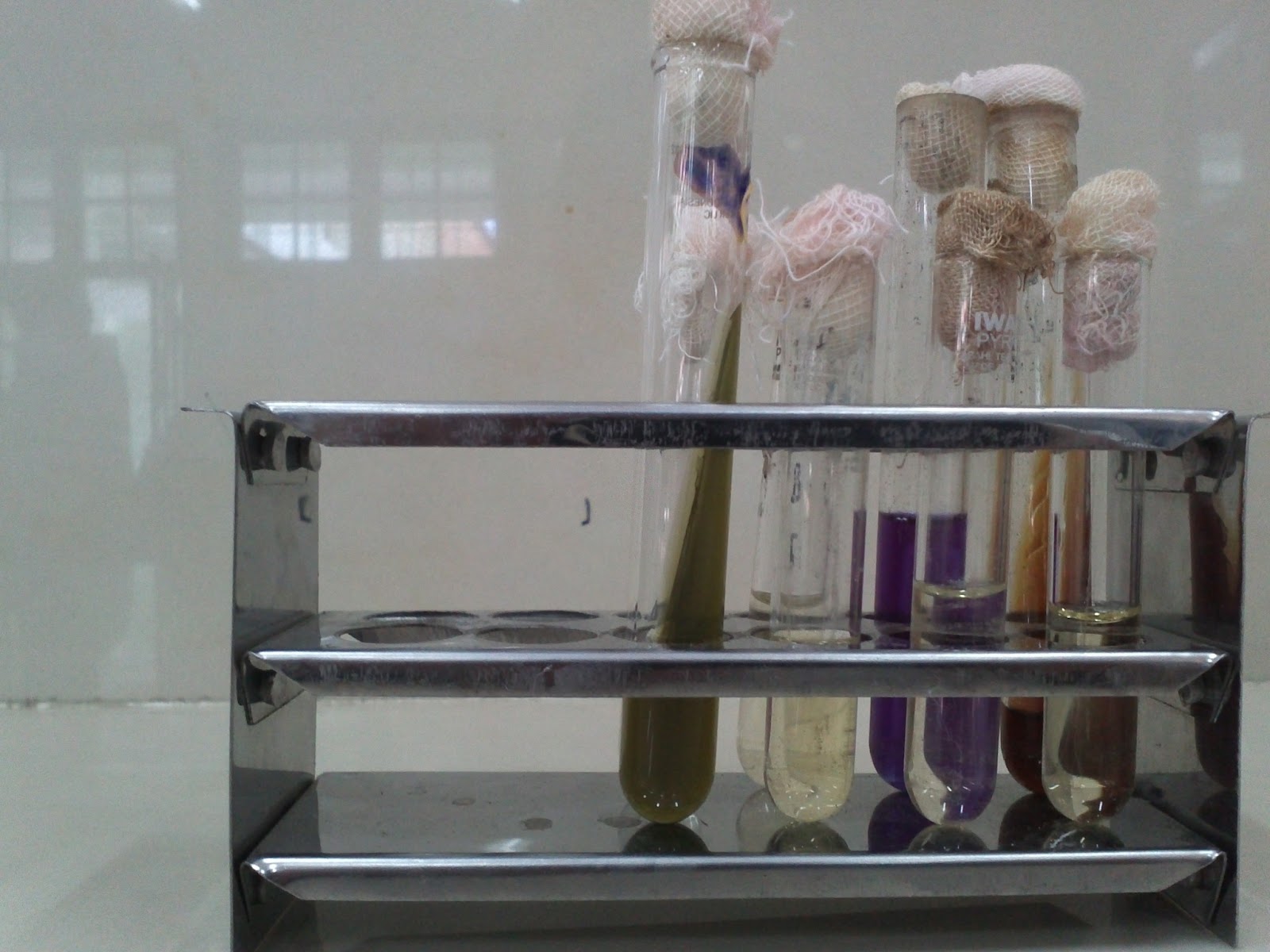 makalah MEDIA PERBENIHAN PADAT DAN CAIR ~ My Journey in Medical Lab Tech