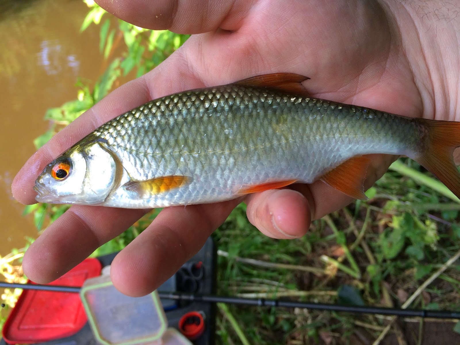 Danny's Angling Blog: River Dane Fishing: No Work and All Play And a ...