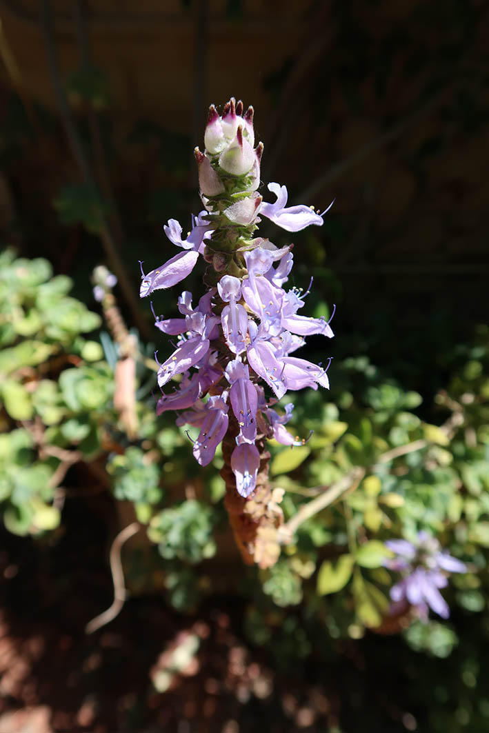 Inspiration by Deseos Design: Plectranthus neochilus - Lobster flower