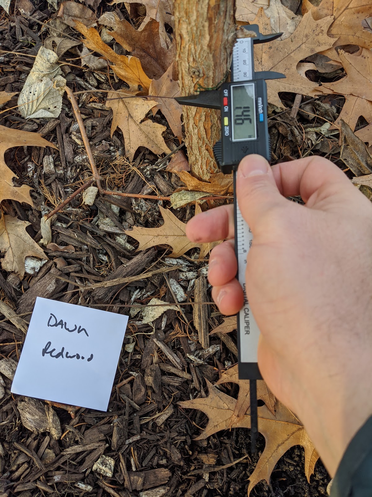Backyard Tree Caliper Measurements - January 2020