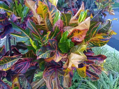 Fadhil Flora's: Pohon Puring