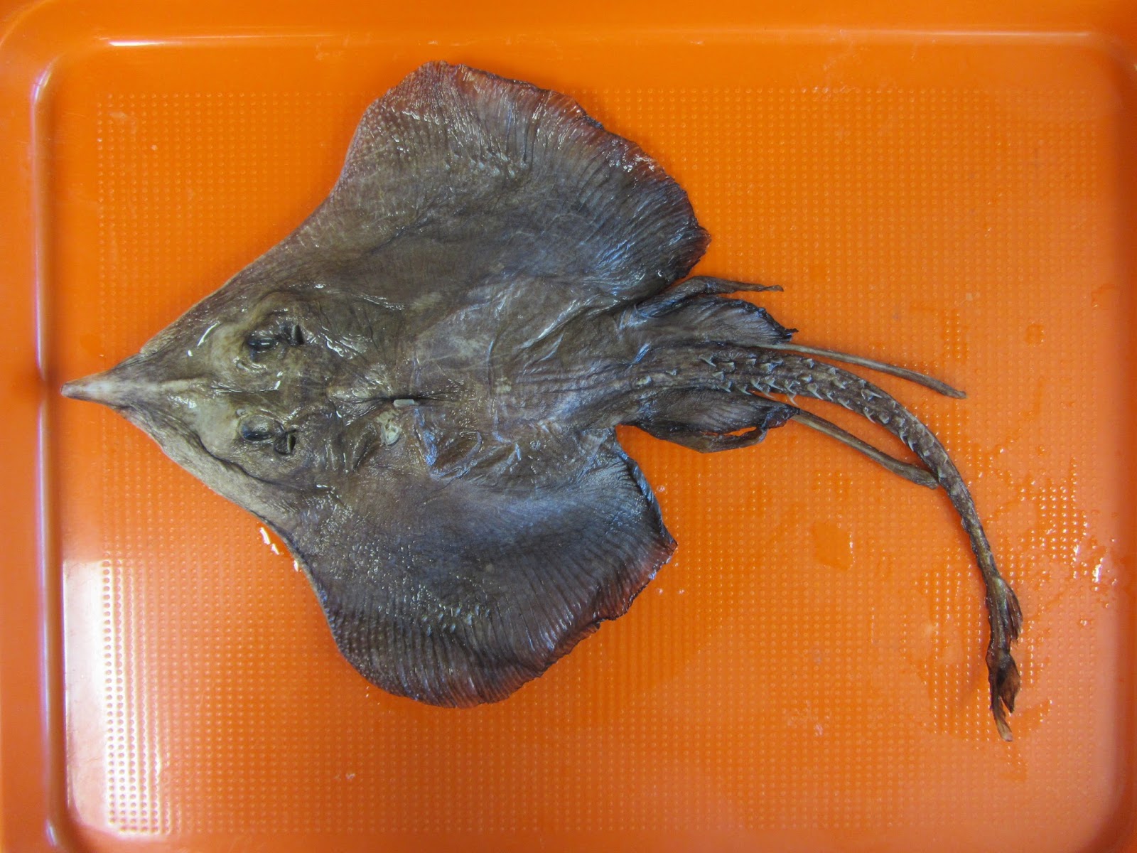 Biología marina: Biología Marina