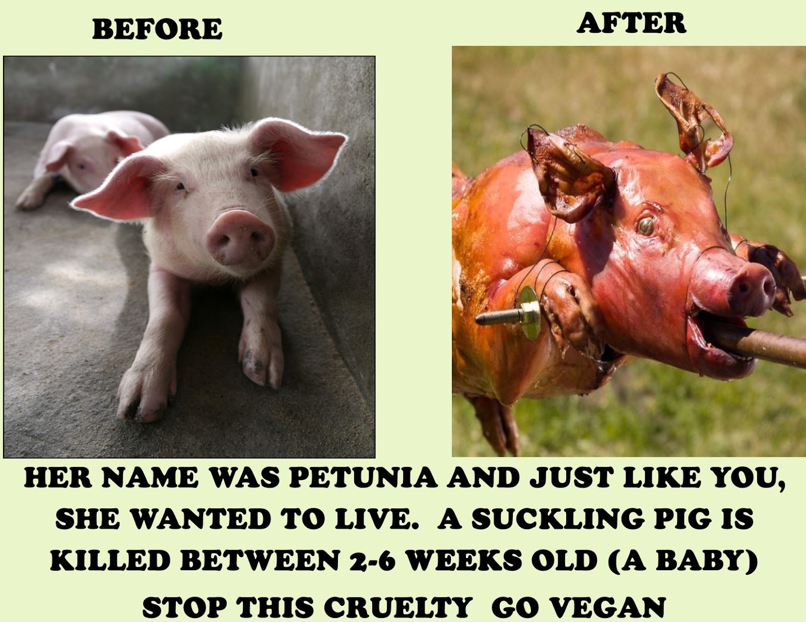 Joy of Vegan: Pig farming memes to share