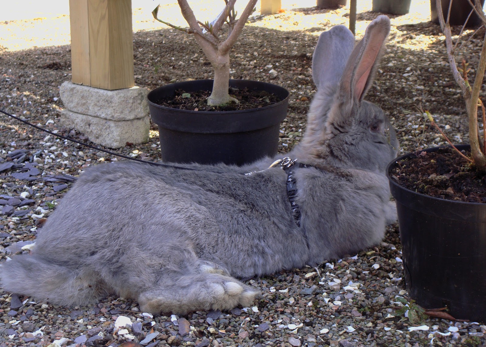 Crow's Feet: RABBIT rabbit