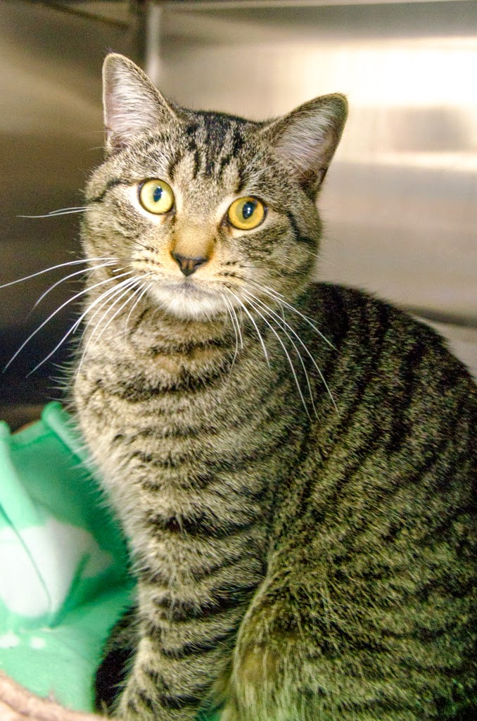 Progressive Charlestown: Kitty of the Week