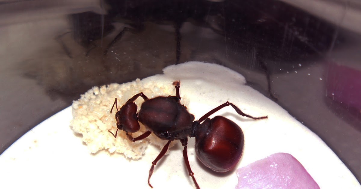 O Formigueiro - Anthill: A rainha atta - The atta queen