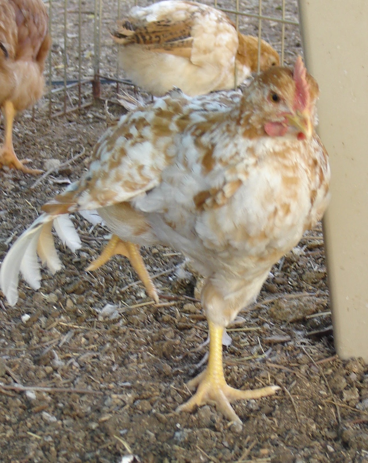 Aloha Chickens: Little Yellow Legs Babies