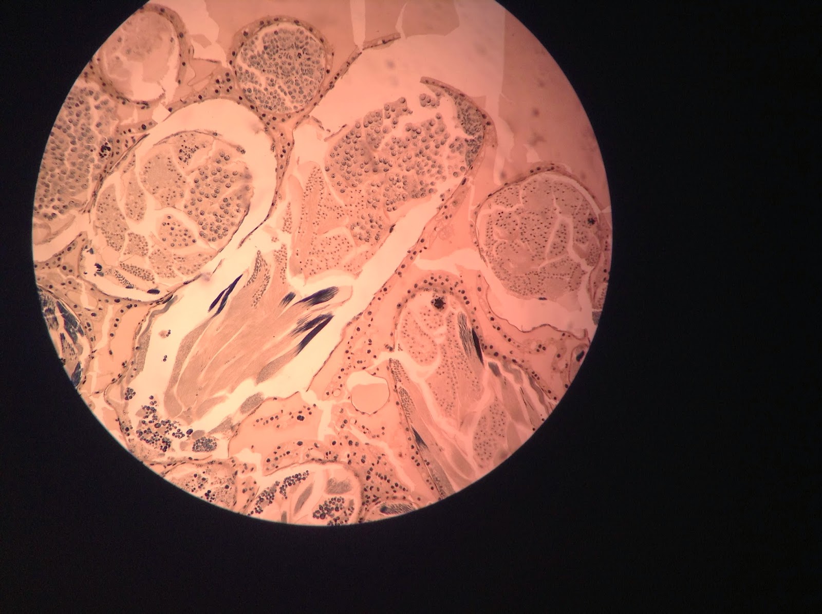 Khazanah Pengetahuan Biologi: Spermatogenesis