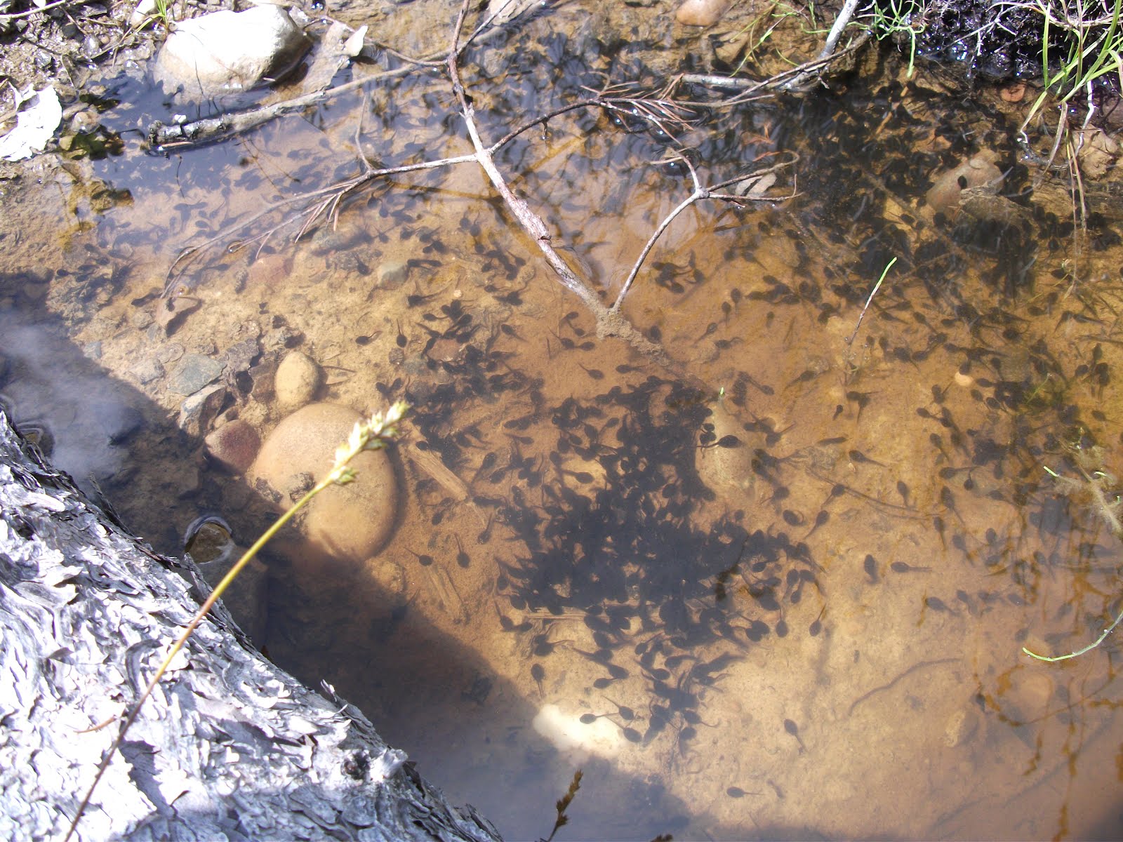 Shelby in P.G.: Quading....AKA Being Covered in Mud