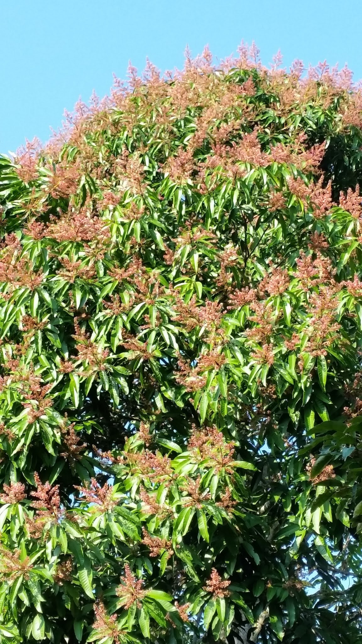 Warisan Petani: Pokok Kuini Pun Berbunga