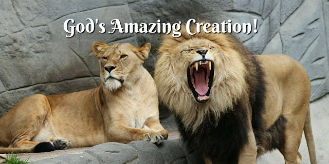 Bible Love Notes: God's Creation and the Most Amazing Miracle of All!