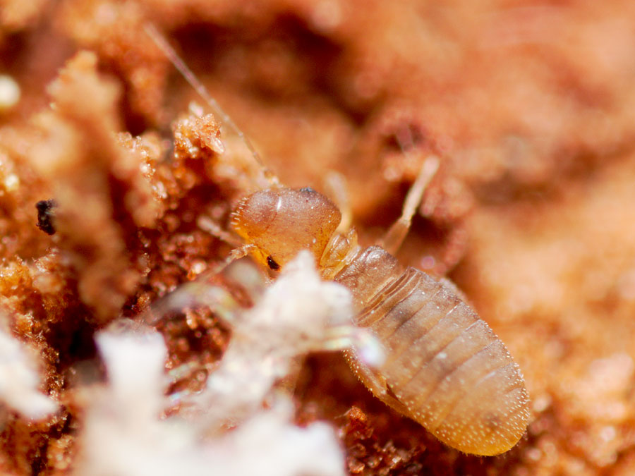 明石・神戸の虫 ときどきプランクトン2: コナチャタテ属の2種（Liposcelis spp.）