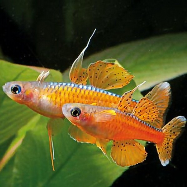 Most beautiful fishes for your planted tanks you must have.