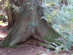 Sammi's Blog ☻: Weird Trees............You just HAVE to see.....♥