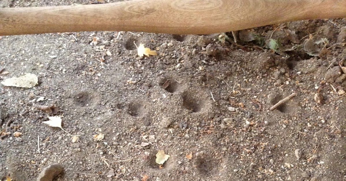 Small Funnel Shaped Holes In Dirt at Stacey Friedman blog