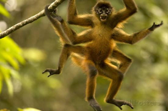 Six Legged Monkey