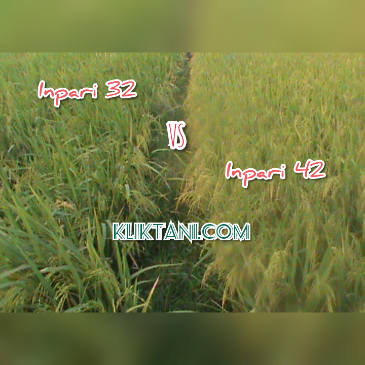 Inpari 32 VS Inpari 42 Siapa Lebih Unggul?. - kliktani.com