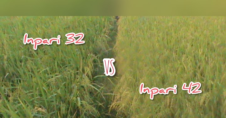 Inpari 32 VS Inpari 42 Siapa Lebih Unggul?. - kliktani.com