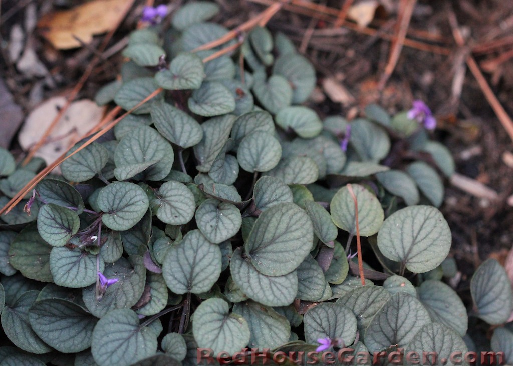 Red House Garden: Love at First Sight - Viola walteri 'Silver Gem'