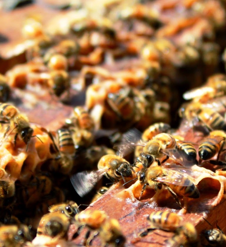 悬心夜: Penang Bee Gallery