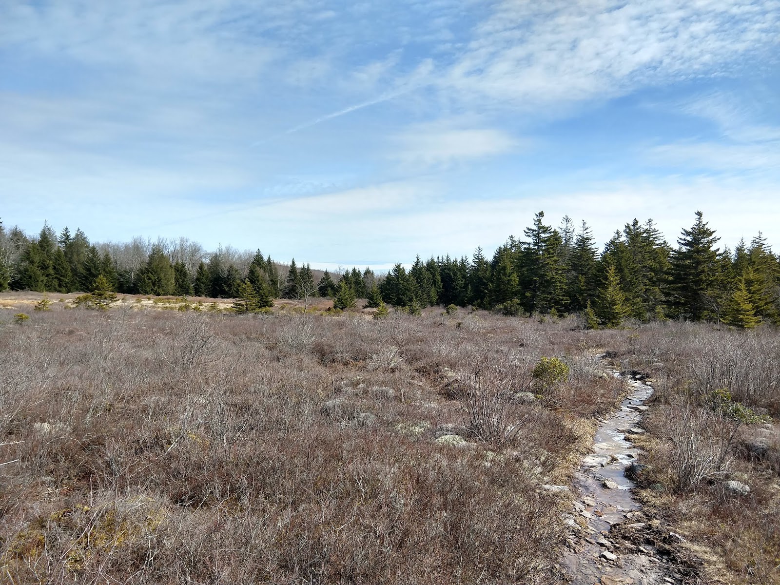 Dolly Sods spring | Backcountry Post