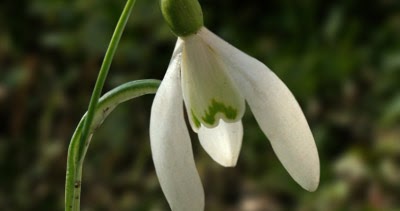 adrianbucurescu: Ghiocelul