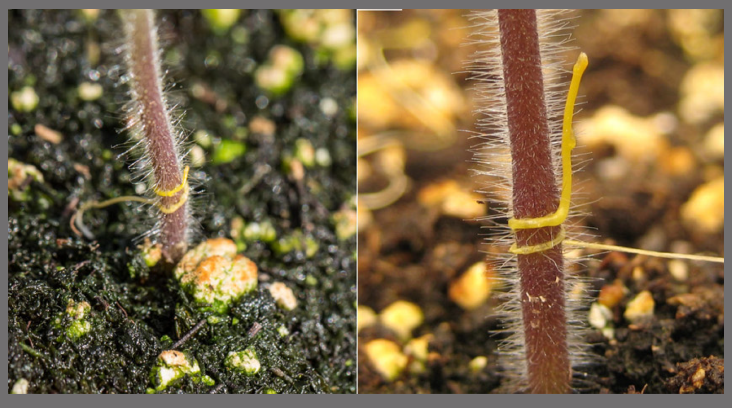 Parasite of the Day: Cuscata campestris