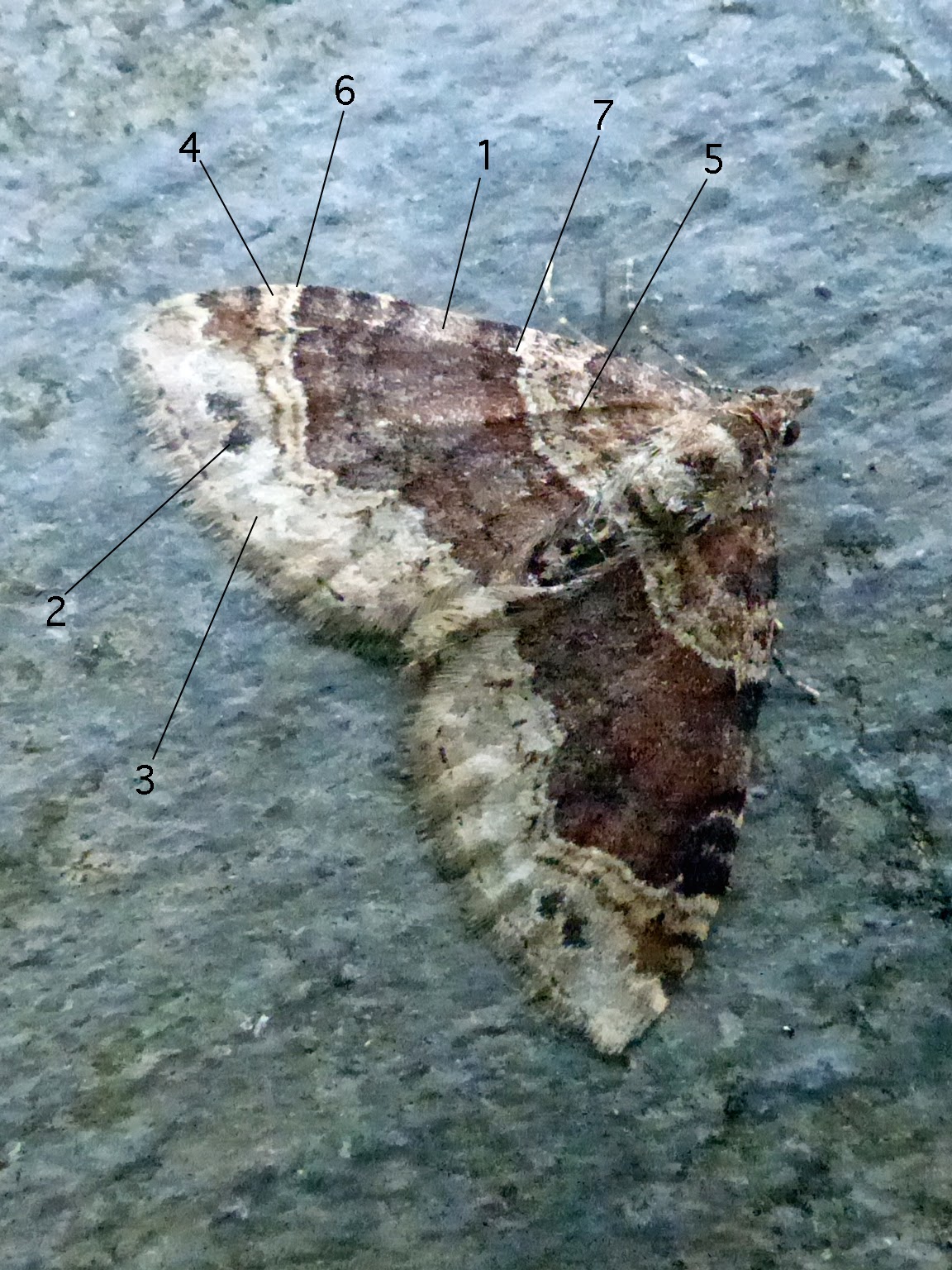 Ceredigion Moths: dark-barred twin-spot and red twin-spot carpets
