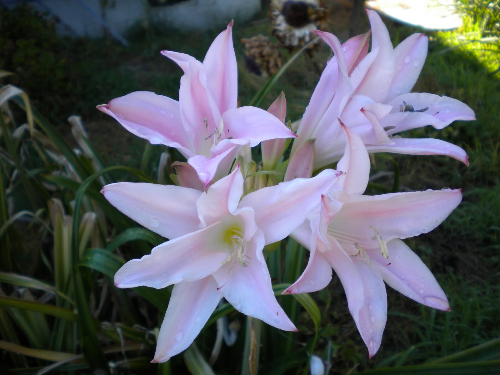 Tending The Veggies . . .: Sweet Smelling Lilies Tending The Veggies . . .: Sweet Smelling Lilies