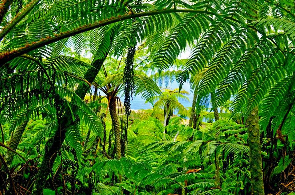Q' Planta é Essa?: Samambaia Gigante