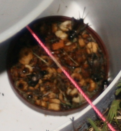 Gourmet Bugs: Improved Cricket Trap